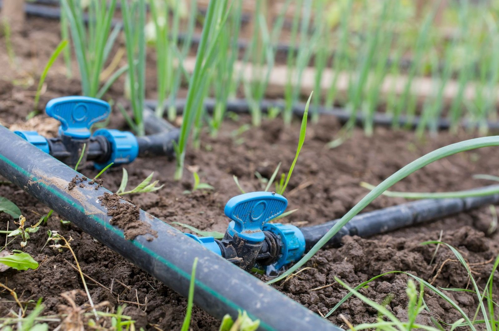 Micro Irrigation Solutions | Brownfield India